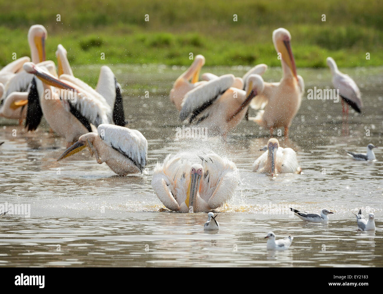 Great White Pelicans (Pelecanus onocrotalus), bathing, Lake Nakuru ...