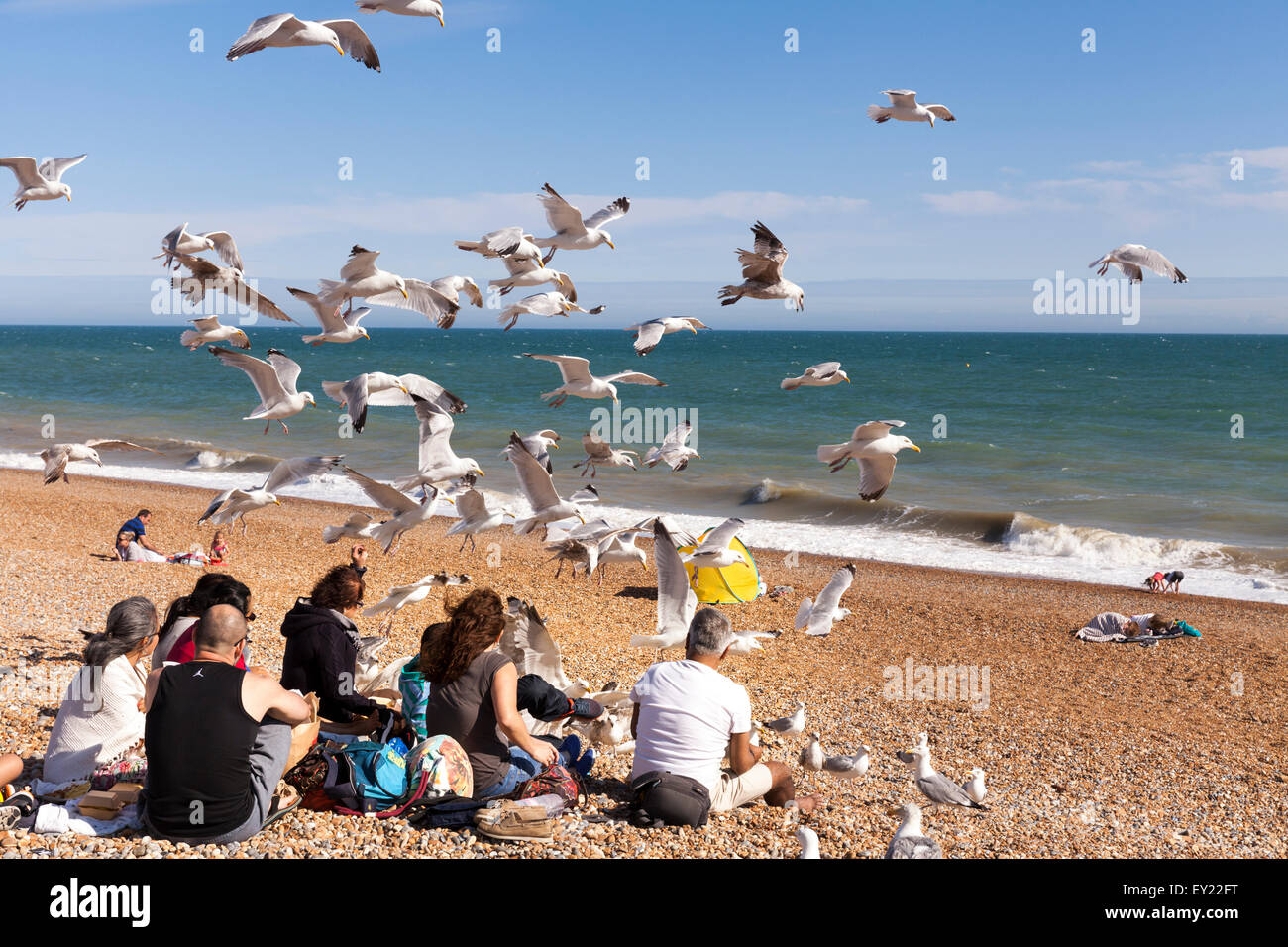 Attacking seagulls hi-res stock photography and images - Alamy