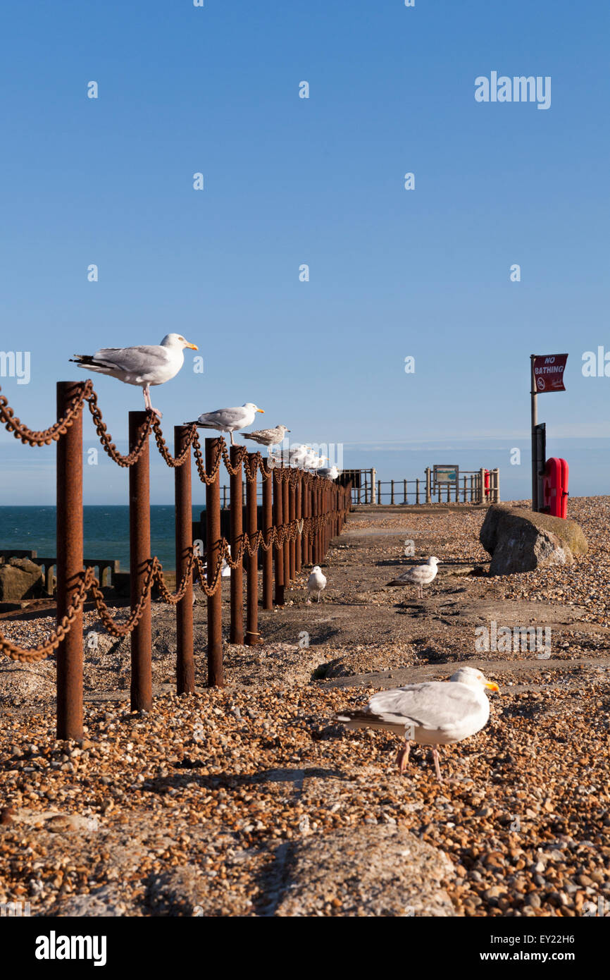British seagulls hi-res stock photography and images - Alamy