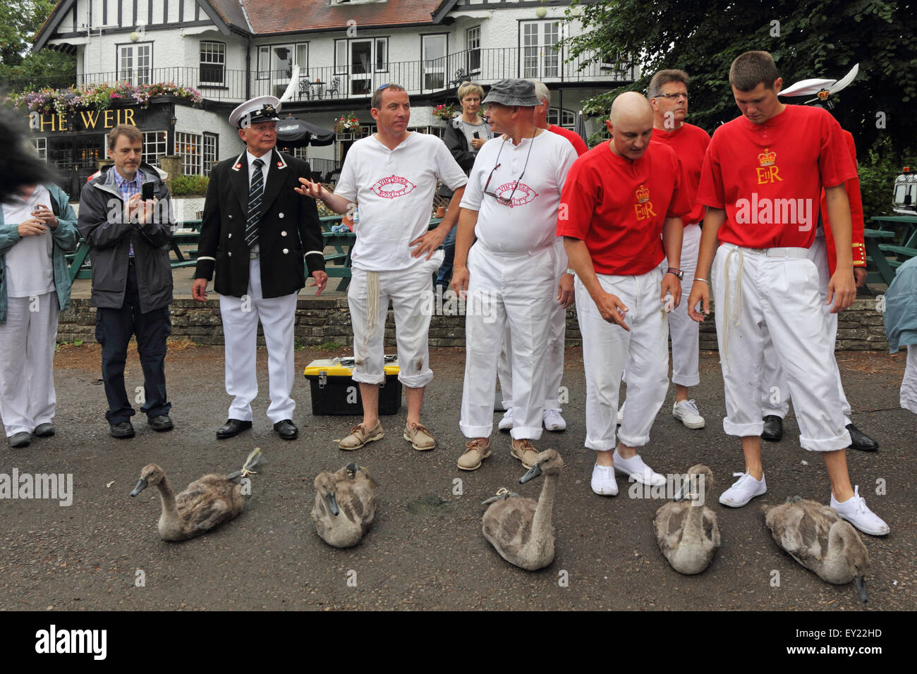 Walton-on-Thames, Surrey, UK. 20th July, 2015. A family of swans are ...