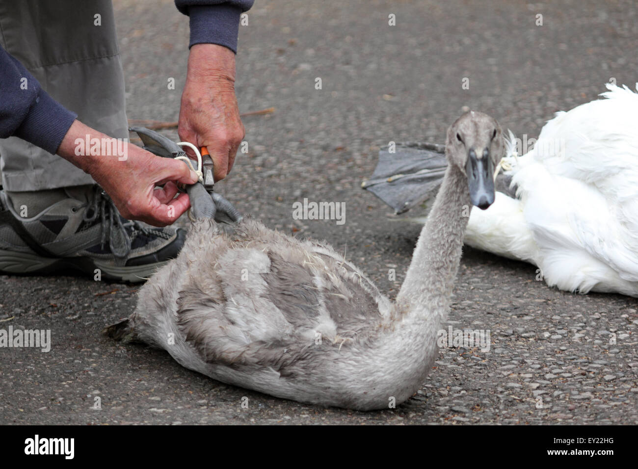 Swans legs hi-res stock photography and images - Alamy