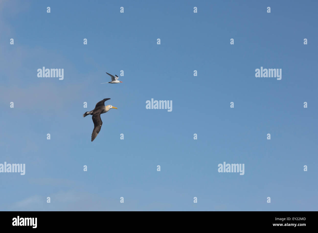 Albatross and red-billed tropicbird flying together Stock Photo - Alamy