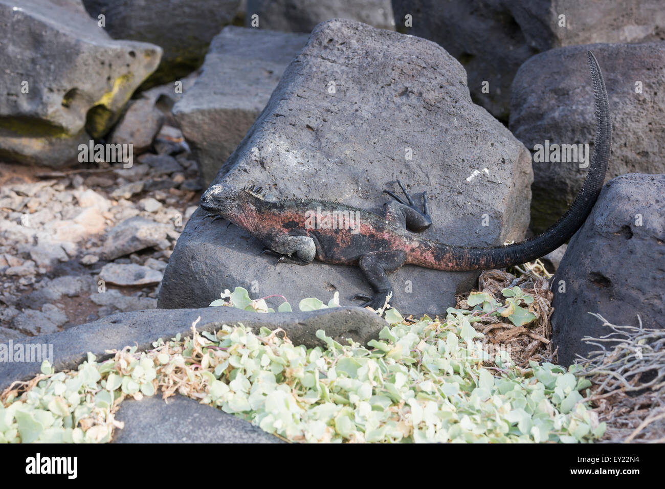 Marine iguana sitting on a rock with its tail in the form of an arc ...