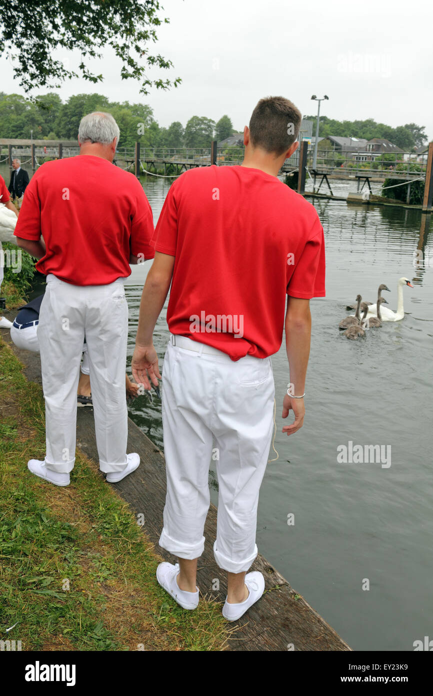 Walton on Thames, Surrey, UK. 20th July, 2015. A family of swans are ...