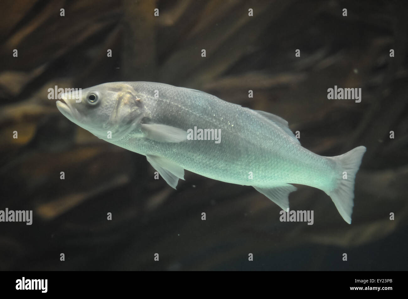 School of Silver Gray Fish Stock Photo - Alamy