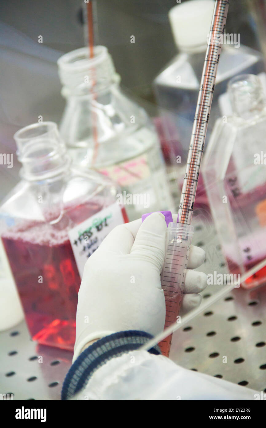 A biologist is working with a graduated pipette in a biomedical ...