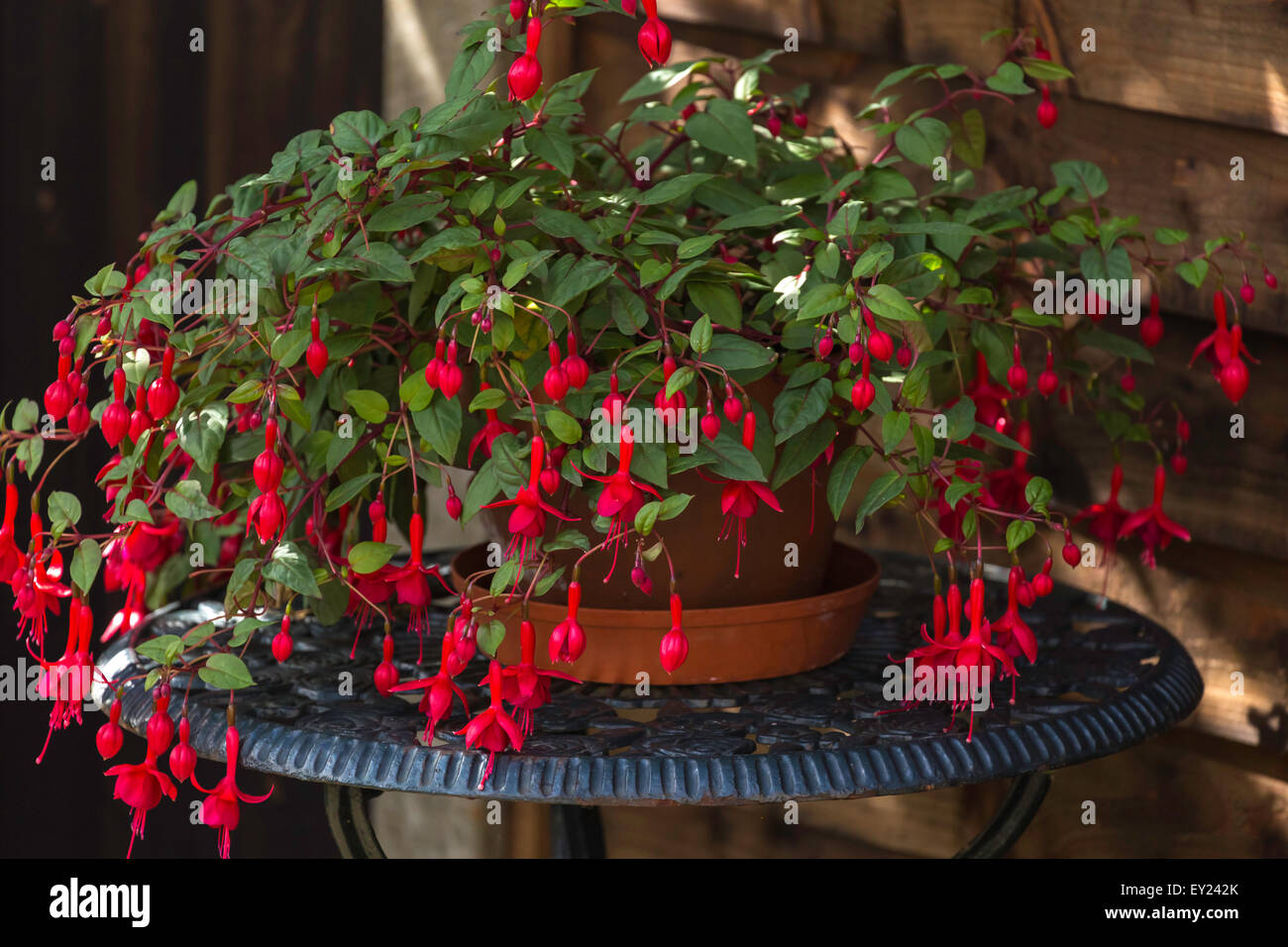 Trailing fuschia hi-res stock photography and images - Alamy