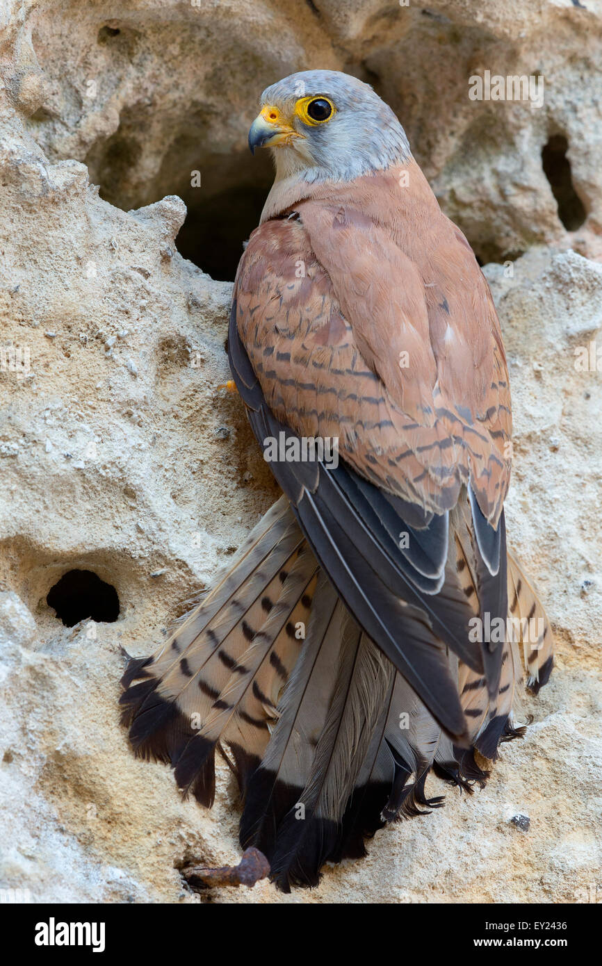Lesser Kestrel, immature male Stock Photo - Alamy
