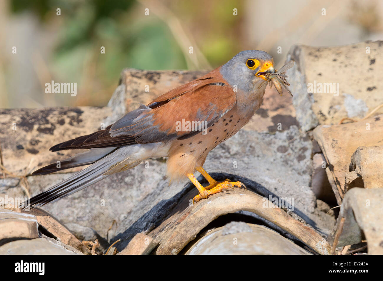 Lesser Kestrel, adult male with prey Stock Photo - Alamy