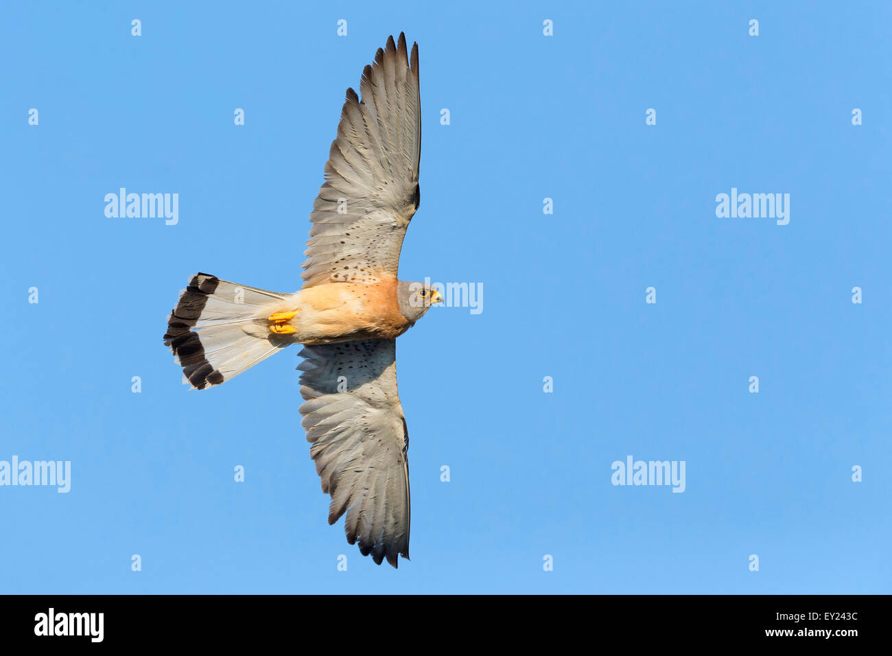 Lesser Kestrel, adult male in flight Stock Photo - Alamy