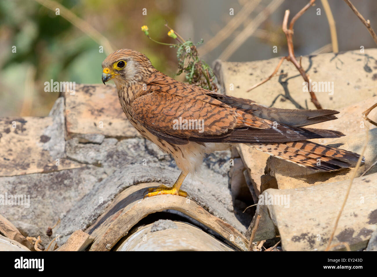 Lesser Kestrel, adult female Stock Photo - Alamy