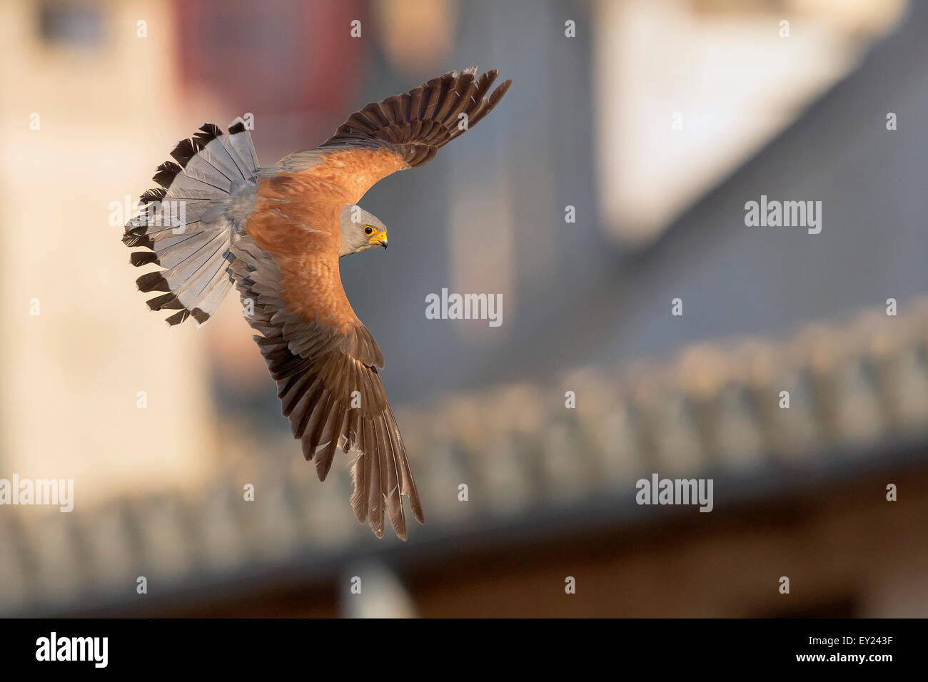 Lesser Kestrel, adult male in flight Stock Photo - Alamy