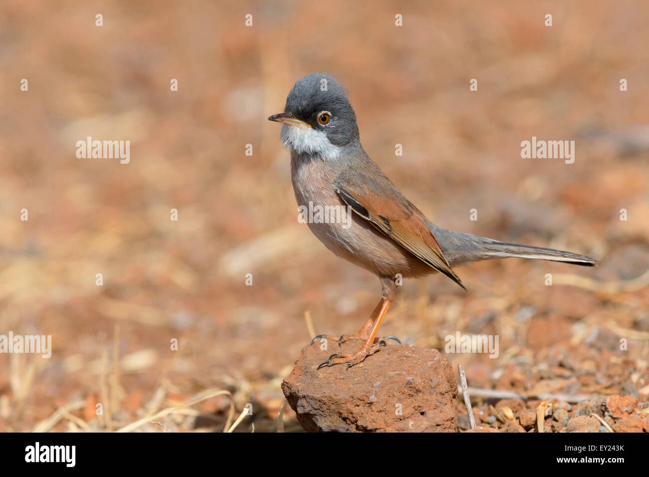 Spectacled Warbler, Adult, Male, Santiago, Cape Verde (Sylvia ...