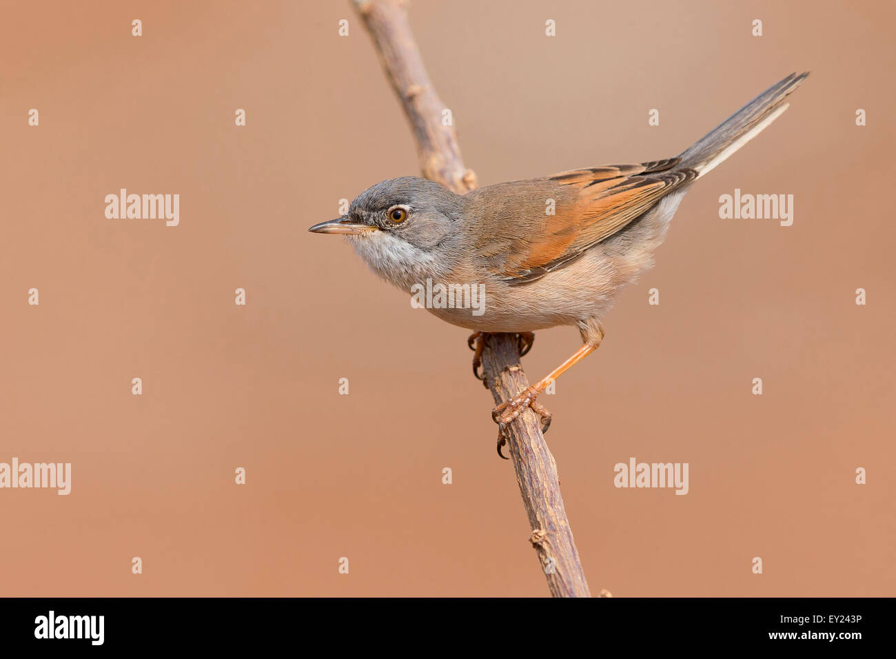 Spectacled warbler sylvia conspicillata hi-res stock photography and ...