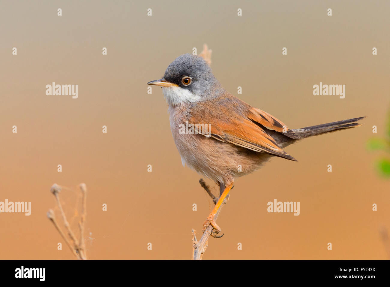 Spectacled Warbler, Adult, Male, Santiago, Cape Verde (Sylvia ...