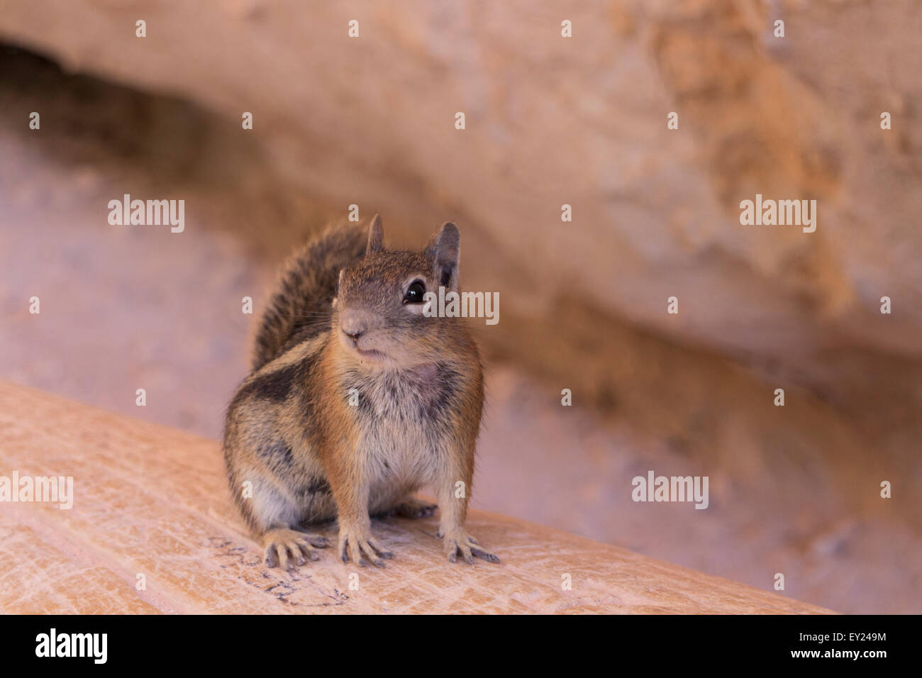 Chipmunk, Bryce Canyon, Utah USA Stock Photo - Alamy