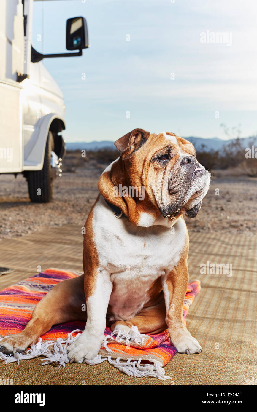 Portrait of bulldog looking away in trailer park Stock Photo - Alamy