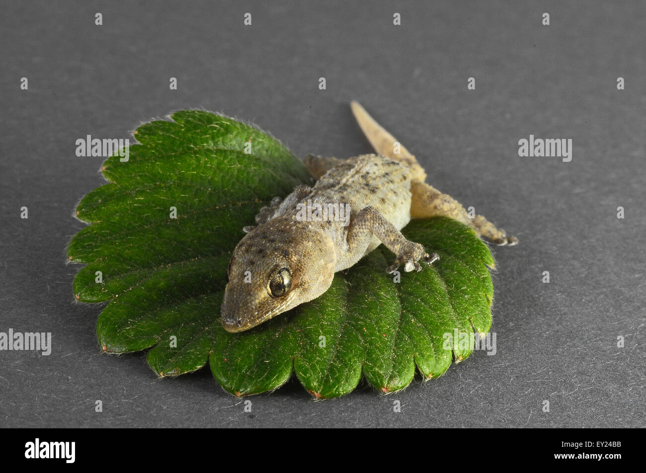 Gecko Lizard and Leaf Stock Photo - Alamy