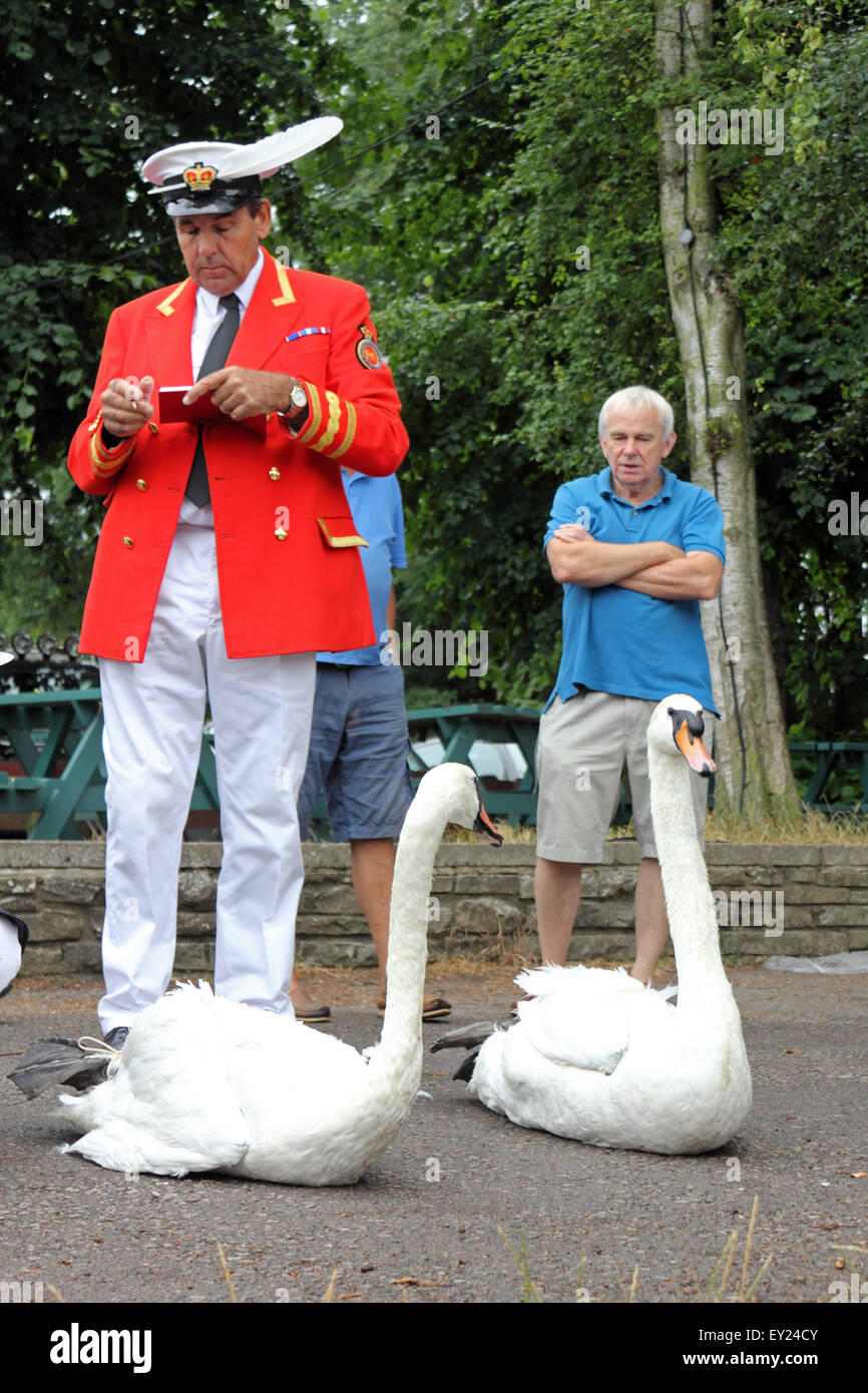 Sunbury surrey thames swans hi-res stock photography and images - Alamy