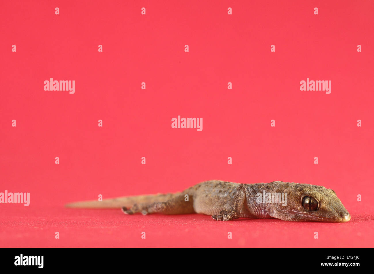 Gray Gecko Lizard Stock Photo - Alamy