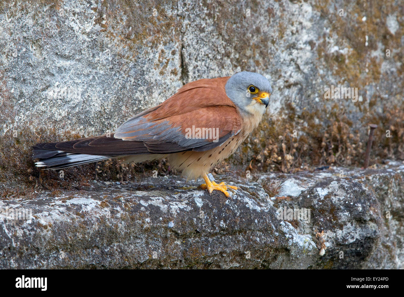 Lesser Kestrel, adult male Stock Photo - Alamy