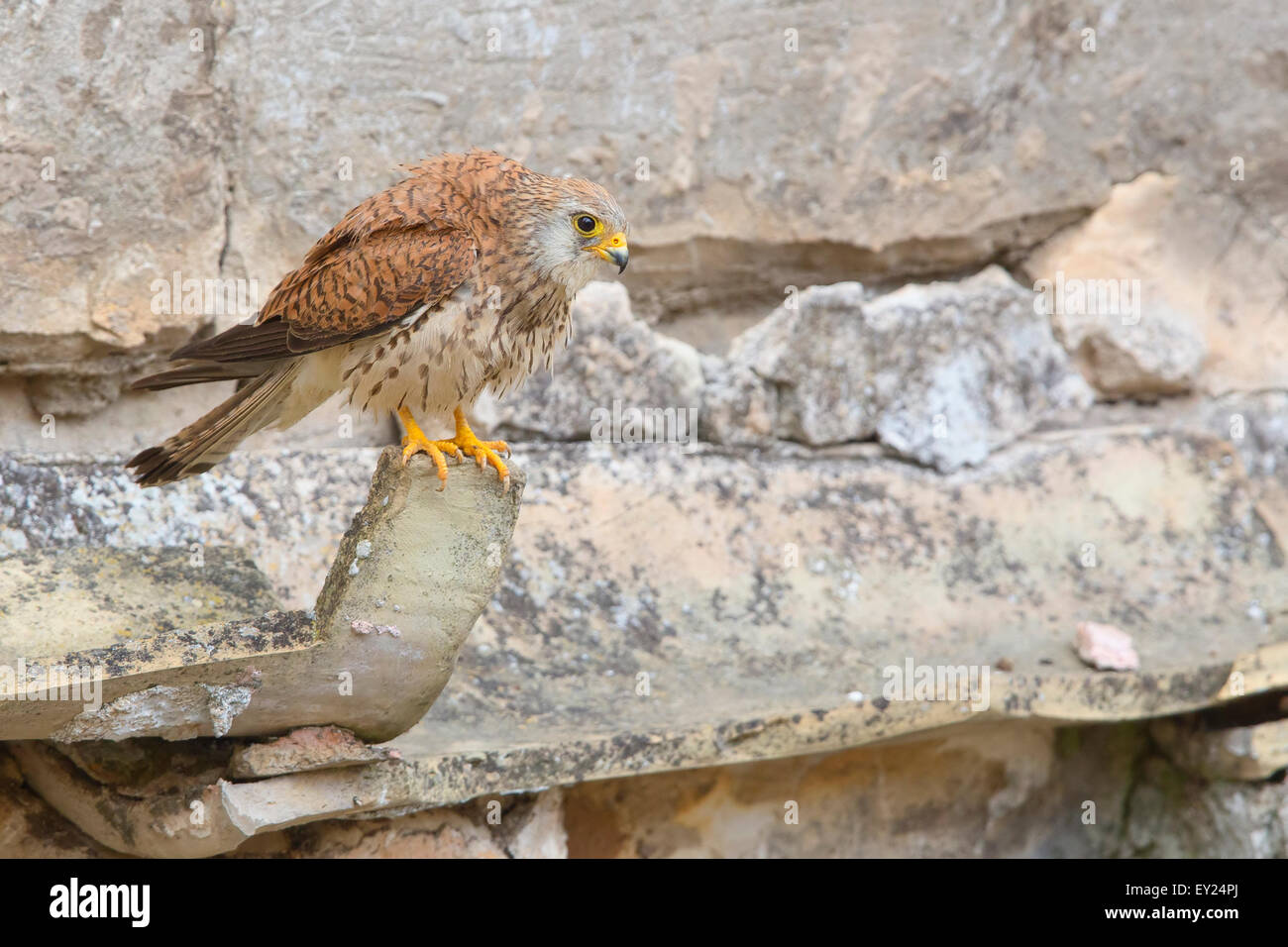 Lesser Kestrel, adult female Stock Photo - Alamy
