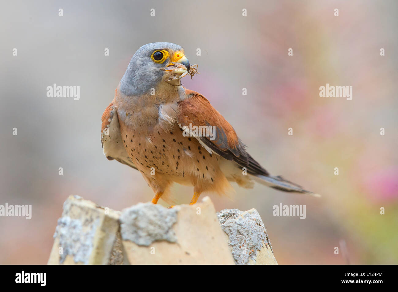 Lesser Kestrel, adult male Stock Photo - Alamy
