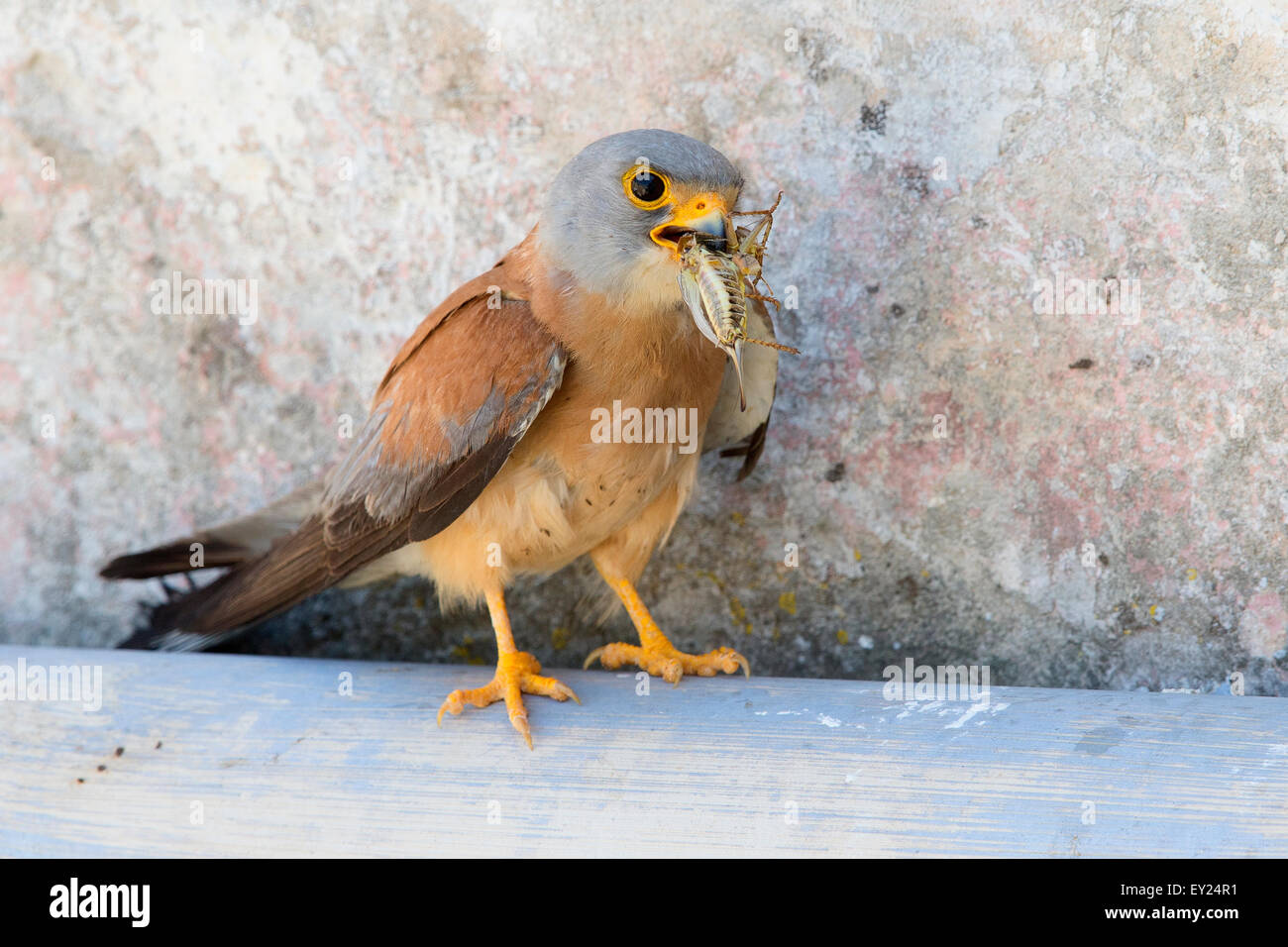 Lesser Kestrel, adult male Stock Photo - Alamy