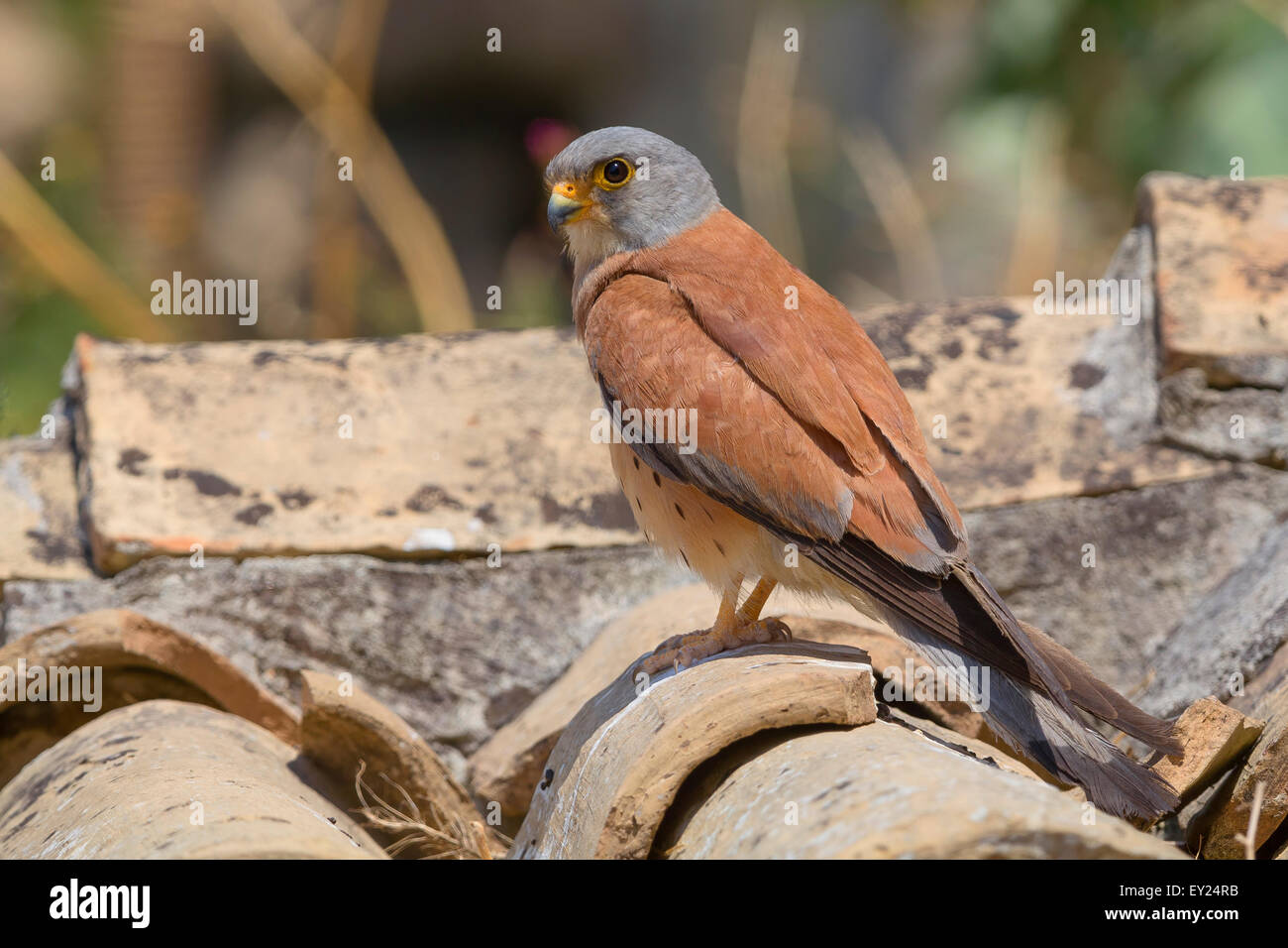 Adult kestrel hi-res stock photography and images - Alamy