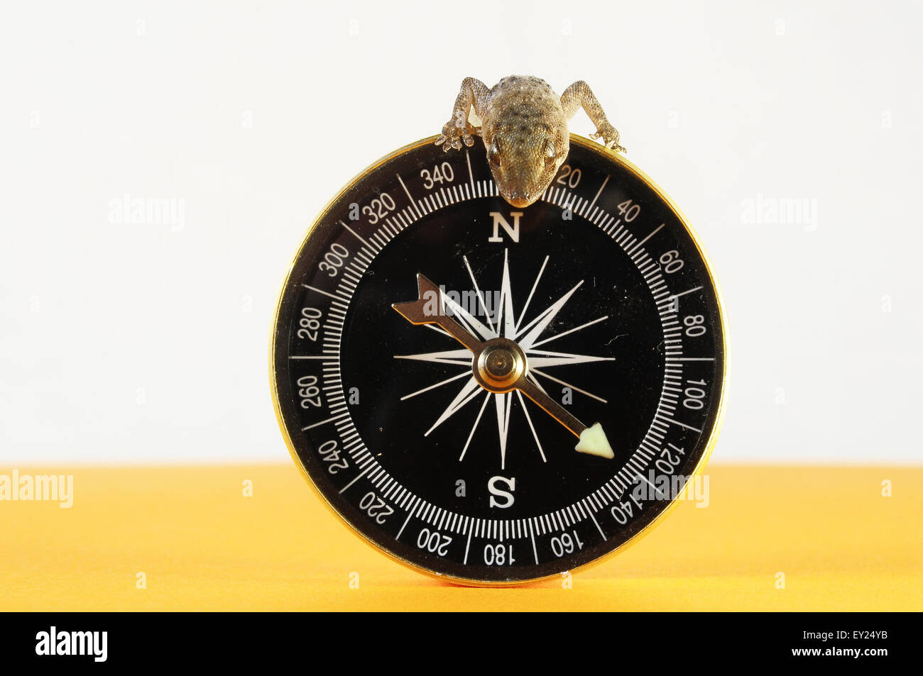 Gecko Lizard and Compass Stock Photo - Alamy