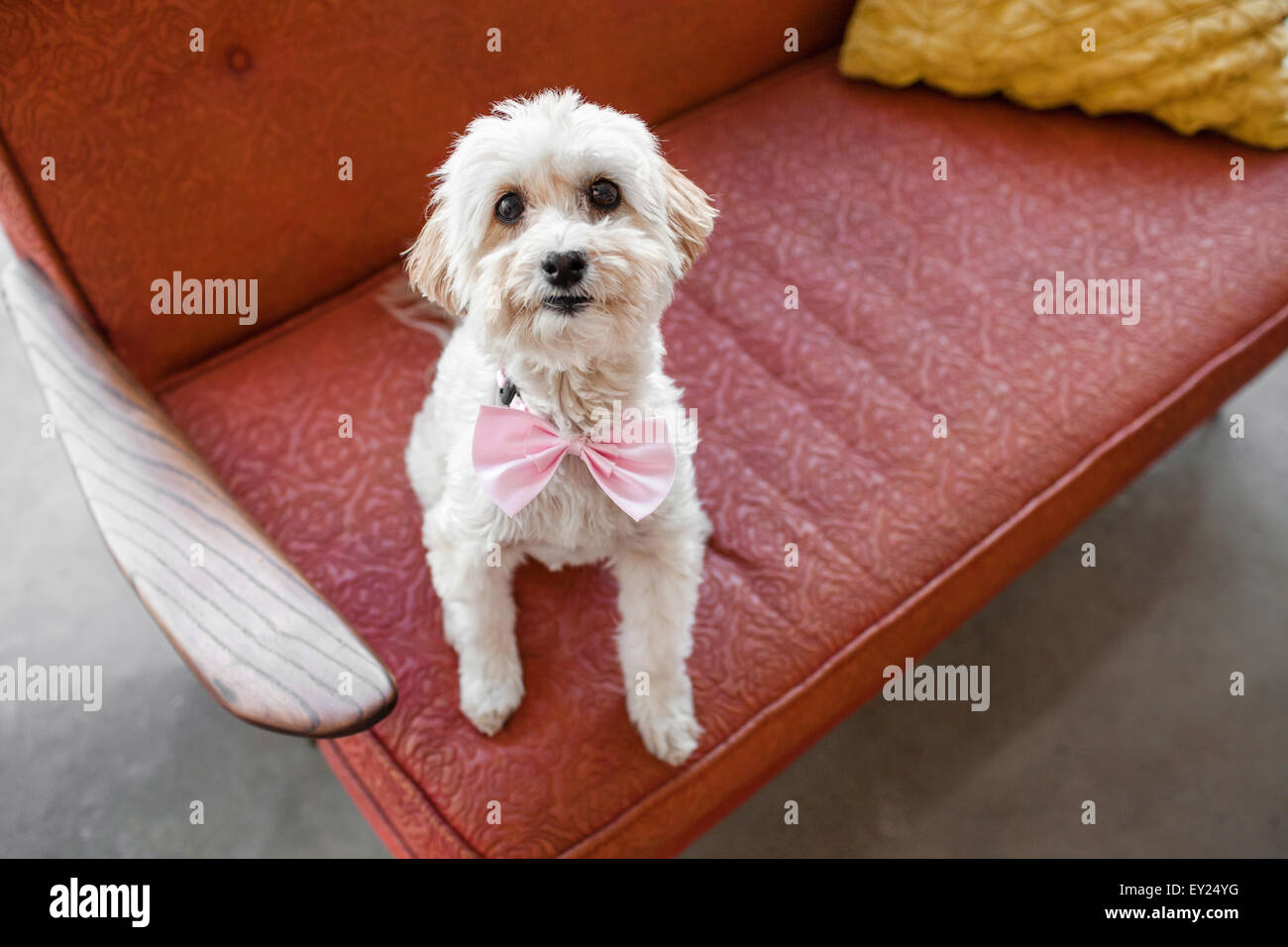 Portrait of cute dog sitting on living room sofa Stock Photo - Alamy