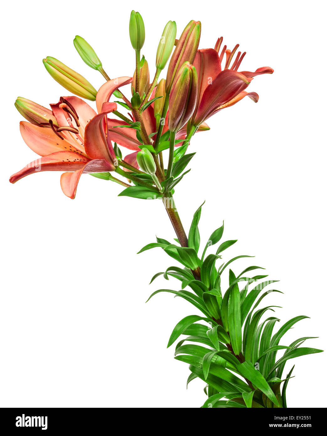 Beautiful lilies on a white background Stock Photo - Alamy