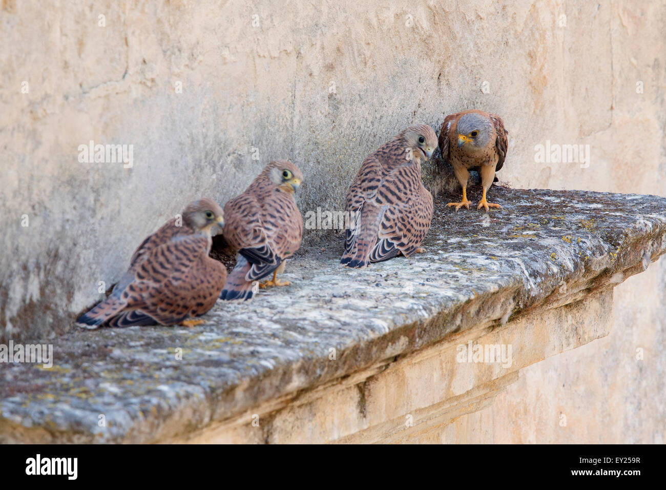 Lesser Kestrel, chicks with subadult Stock Photo - Alamy