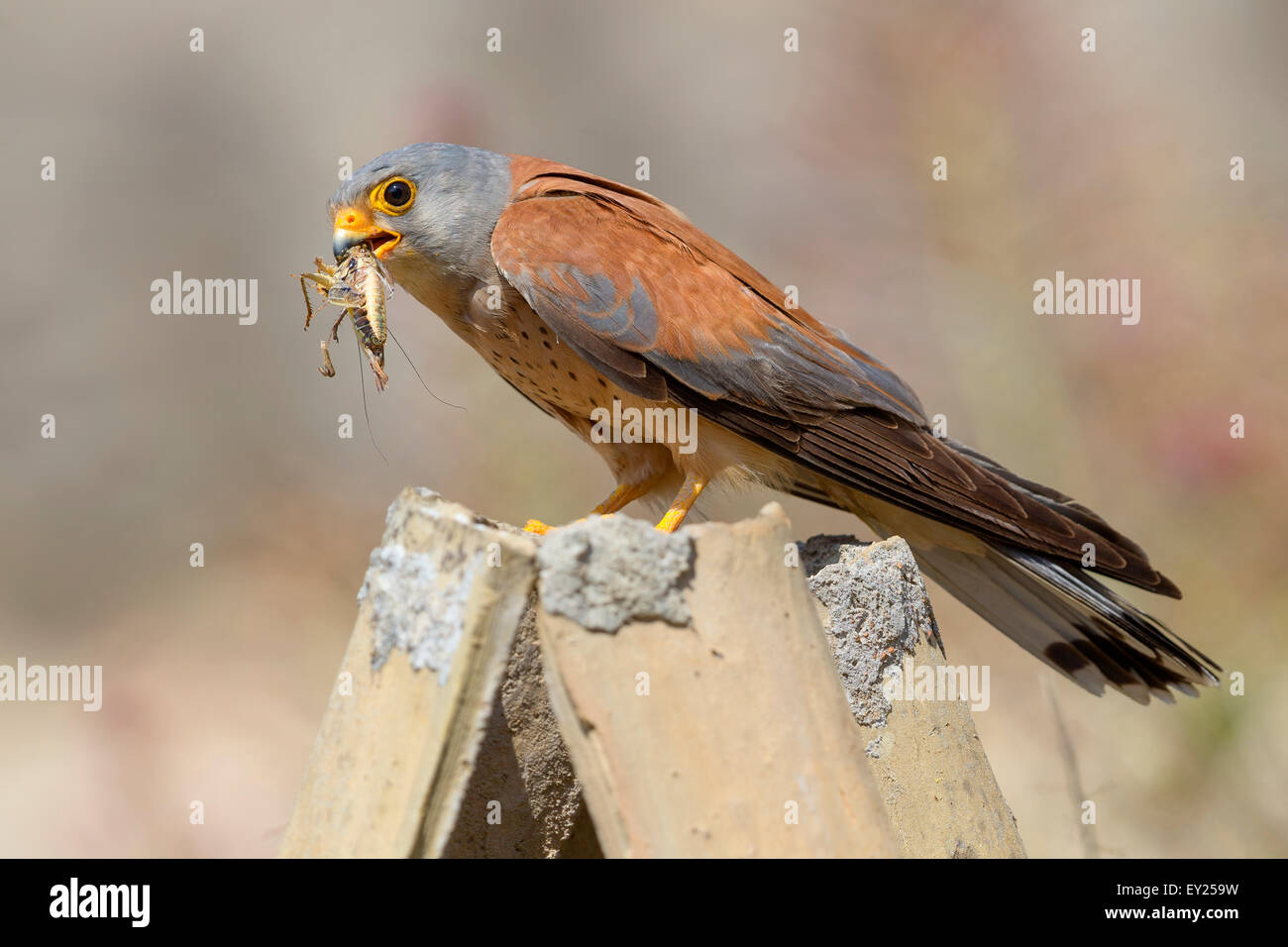 Lesser Kestrel, adult male with prey Stock Photo - Alamy