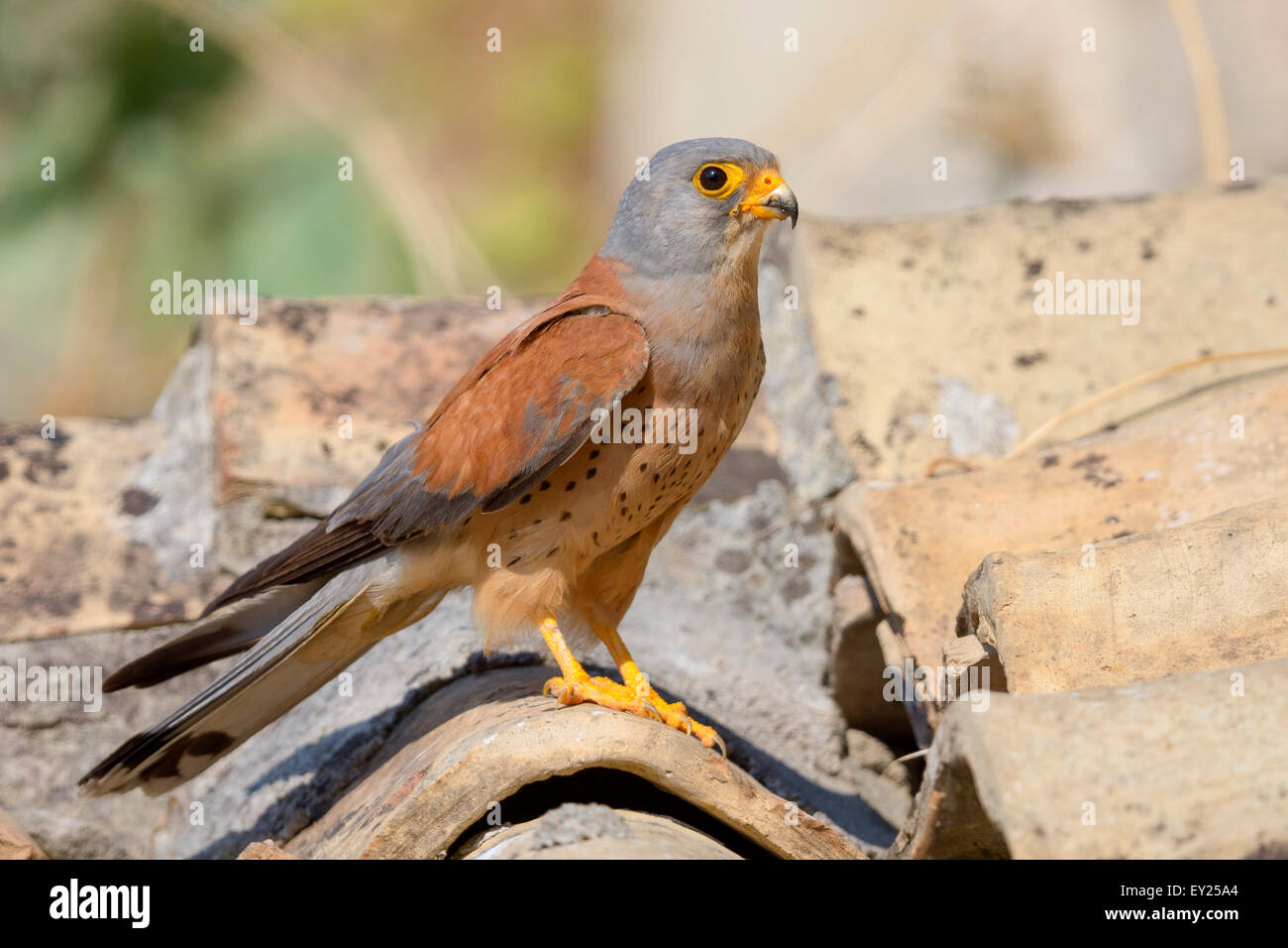 Lesser Kestrel, adult male Stock Photo - Alamy