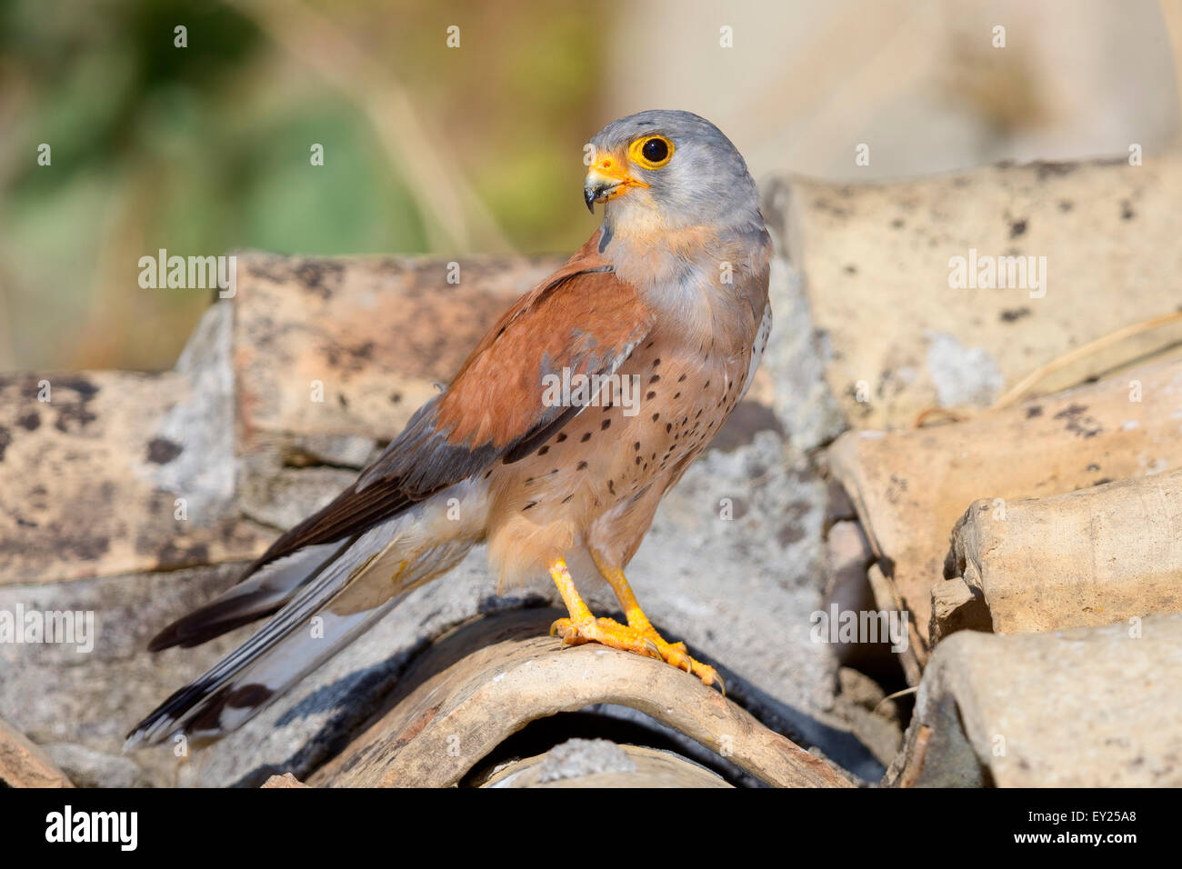 Lesser Kestrel, adult male Stock Photo - Alamy