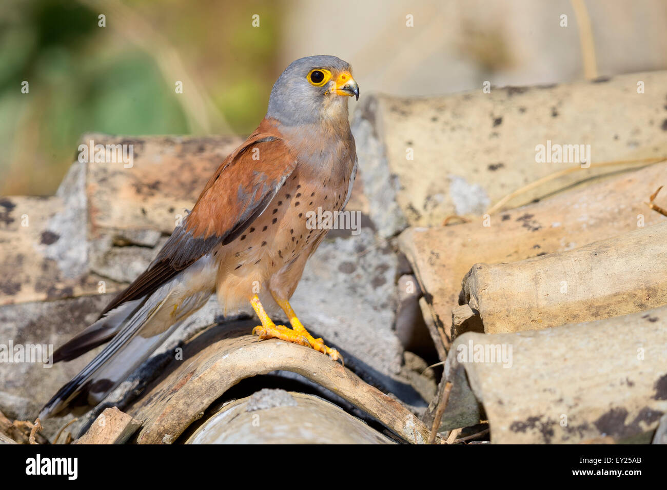 Lesser Kestrel, adult male Stock Photo - Alamy