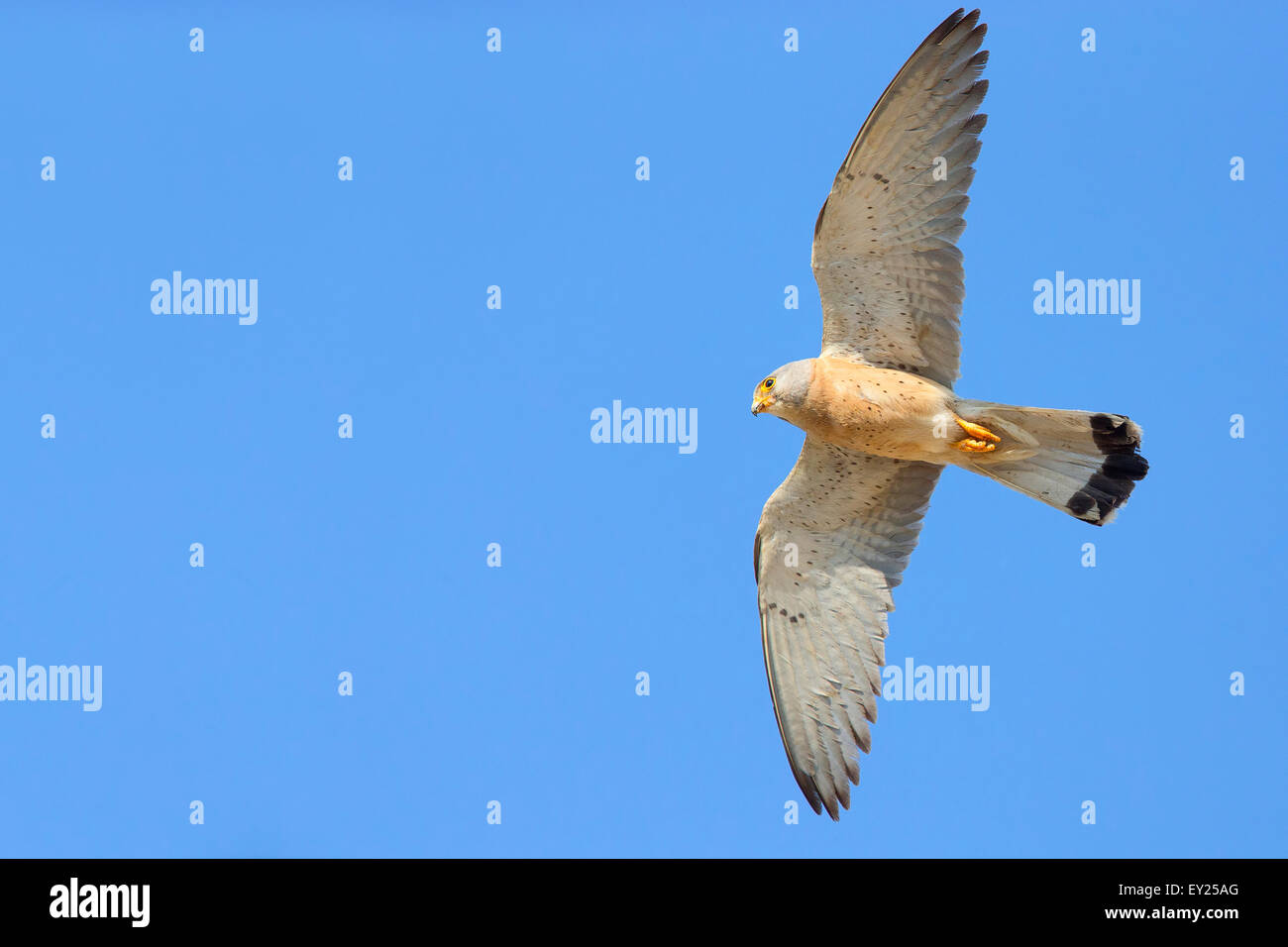 Lesser Kestrel, male in flight Stock Photo - Alamy