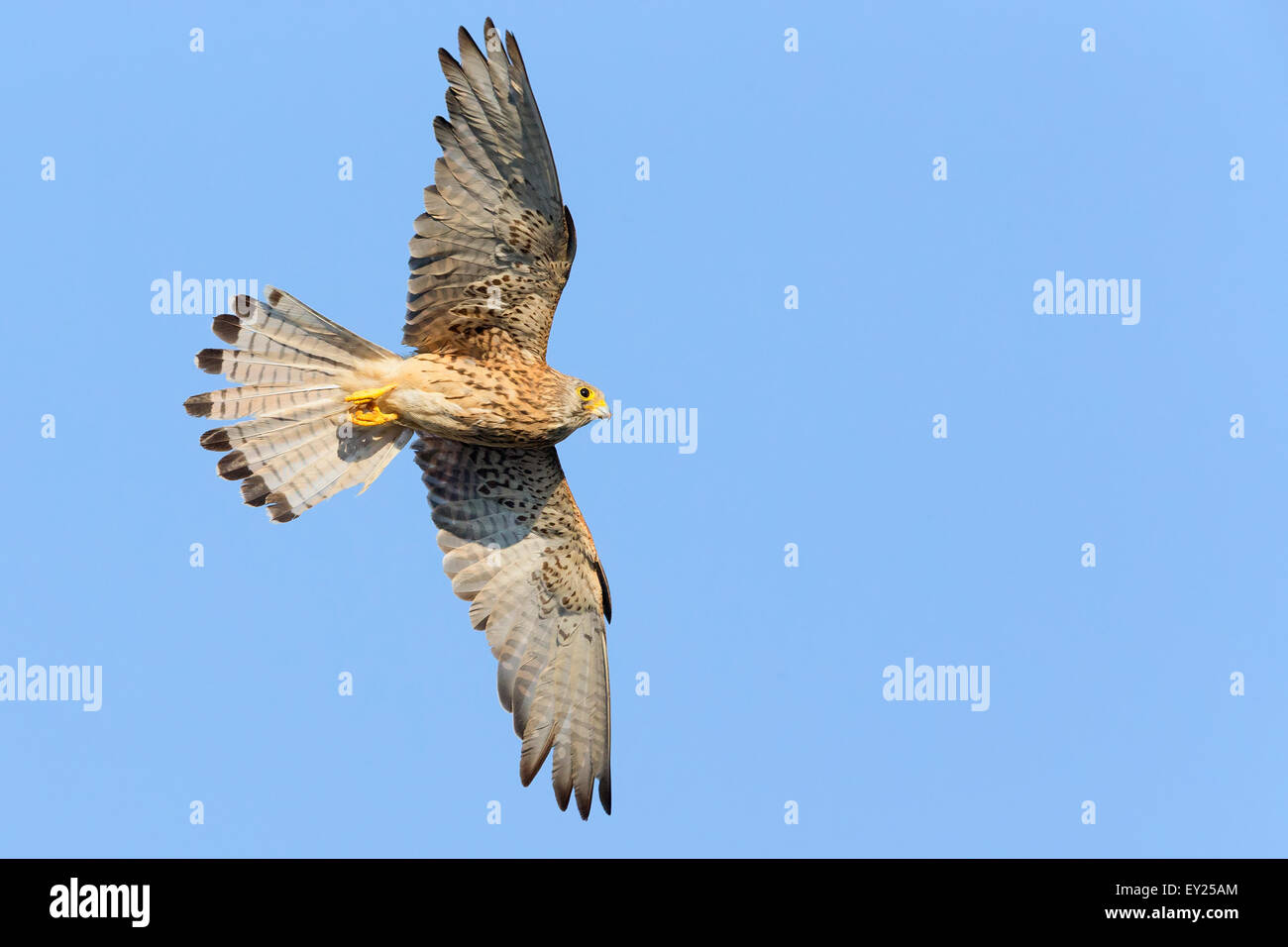 Lesser Kestrel, female in flight Stock Photo - Alamy