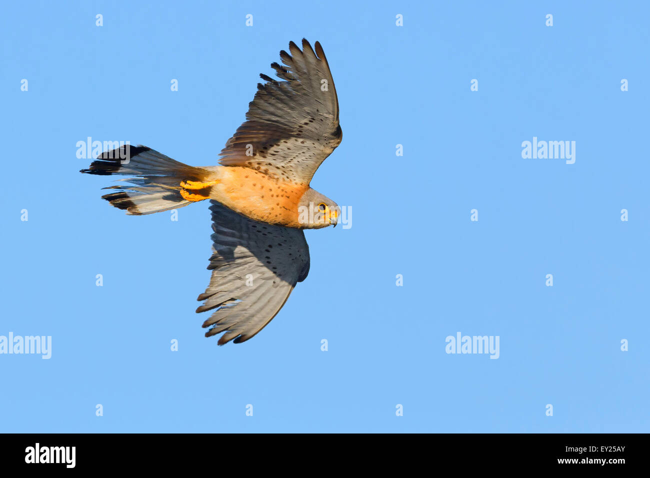 Lesser Kestrel, male in flight Stock Photo - Alamy