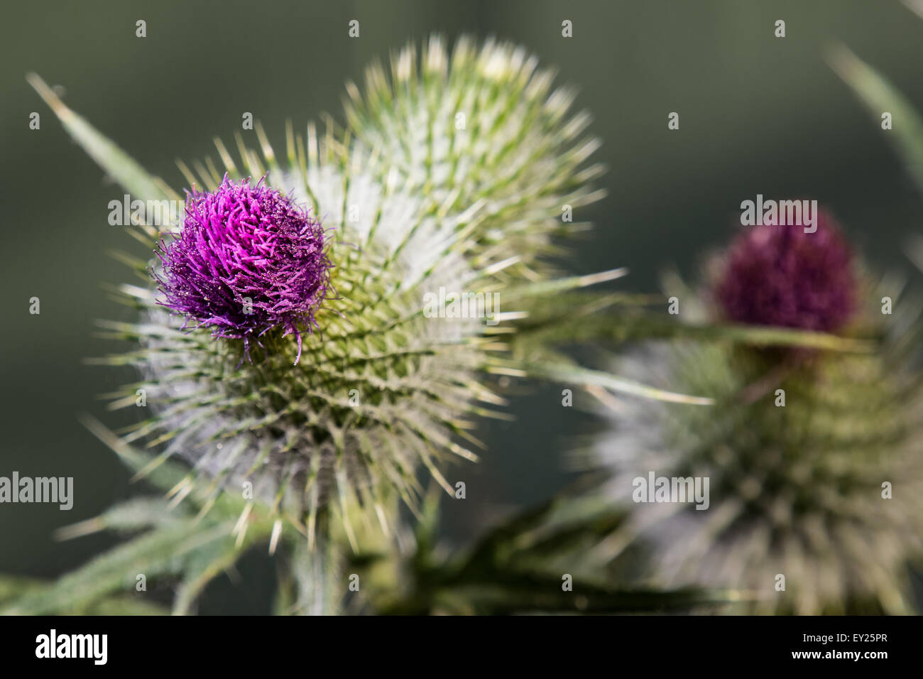 A Common Thistle Flower bud about to bloom in mid-summer Stock Photo ...