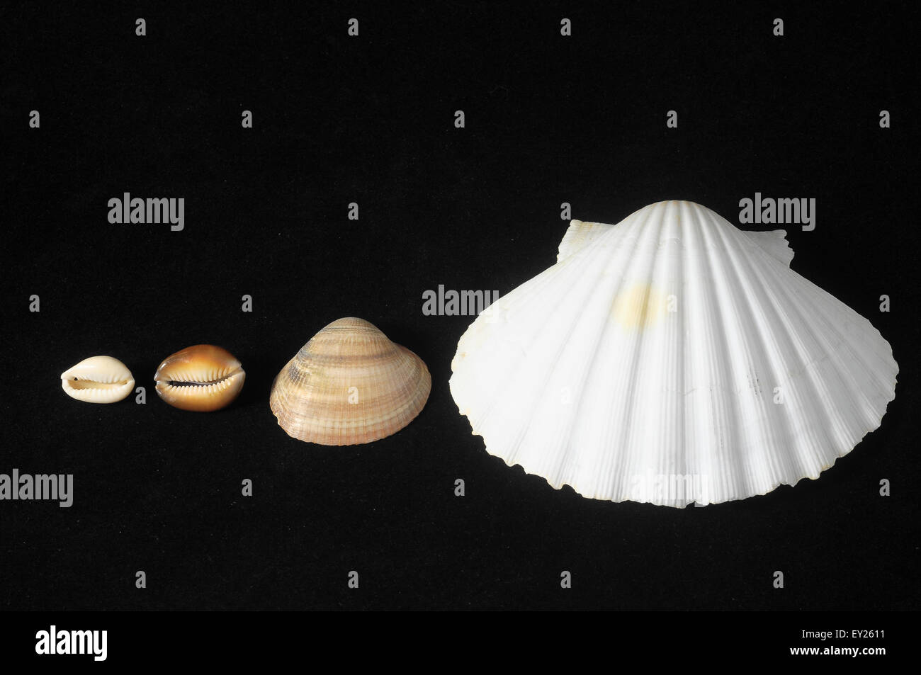 Tusk sea shell hi-res stock photography and images - Alamy