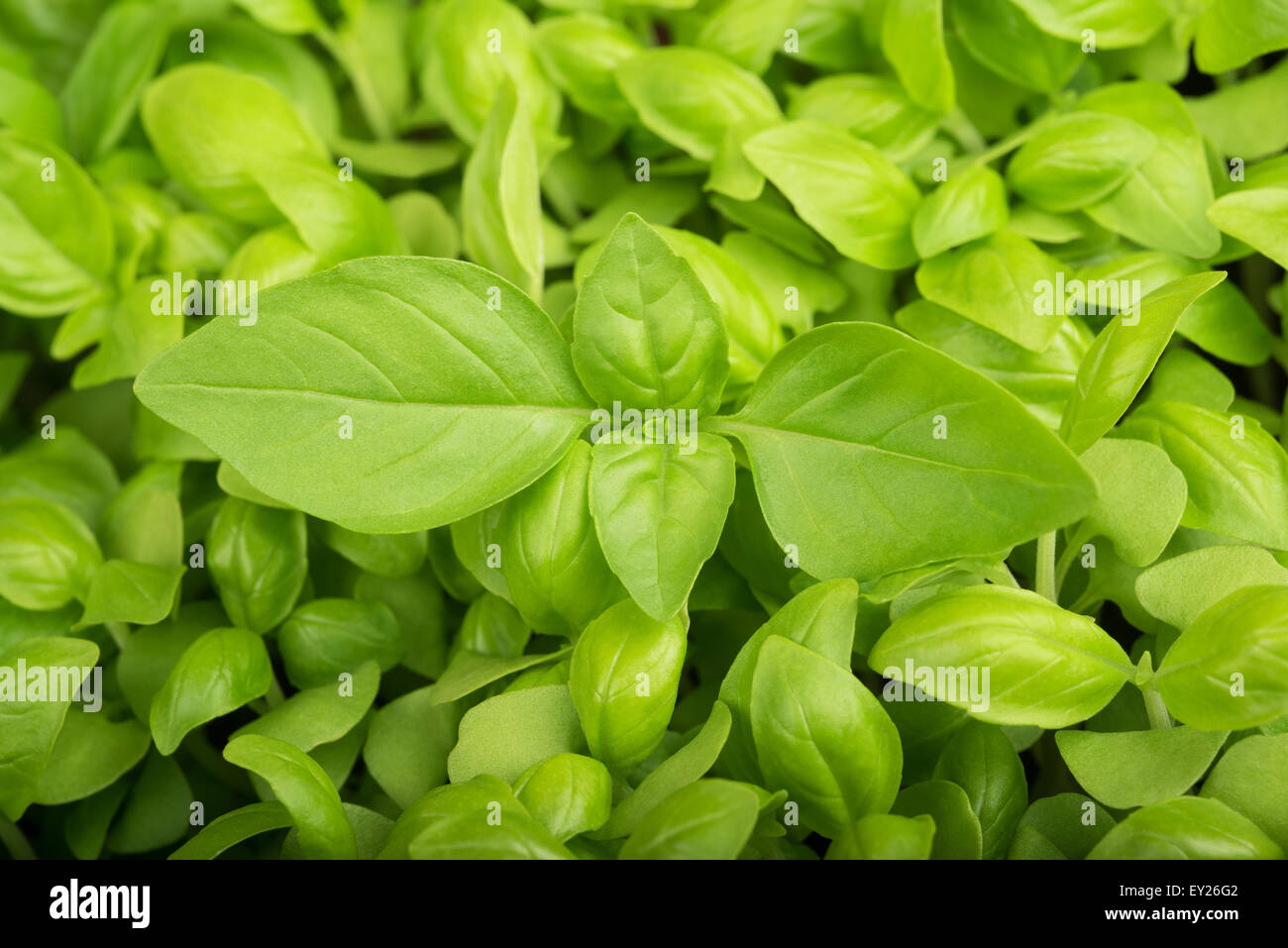 Green fresh Basil background, basil background Stock Photo - Alamy