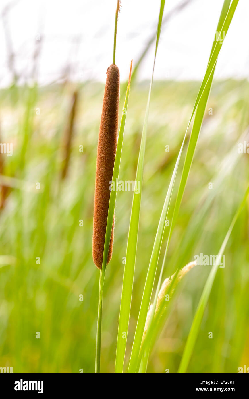 Detail of Typha Latifolia reed flower in the Dnieper river in summer ...