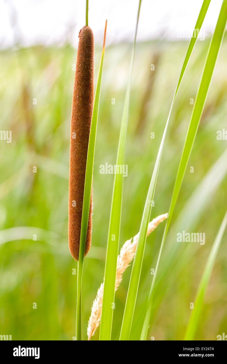 Bulrush flower hi-res stock photography and images - Alamy