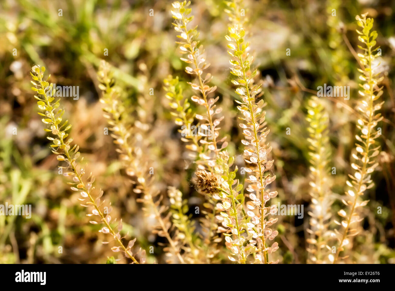Lepidium hi-res stock photography and images - Alamy