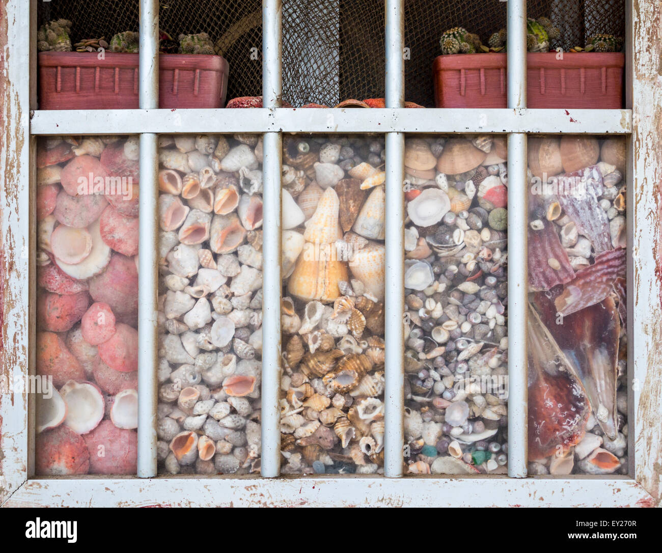 Sea shell in house window protected by steel security bars Stock Photo ...