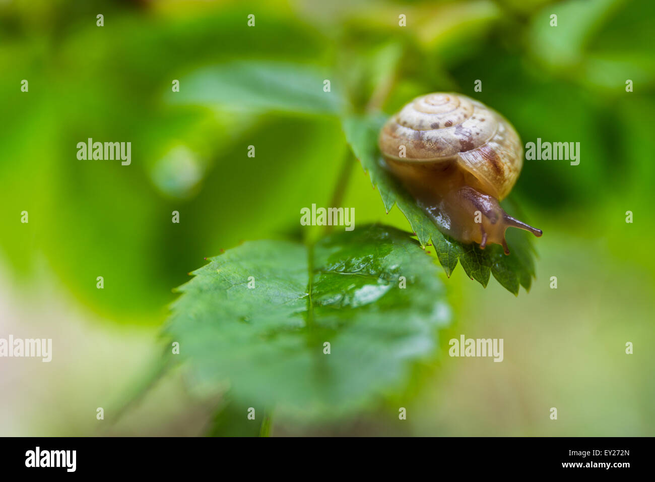 Little snail over a leaf Stock Photo - Alamy