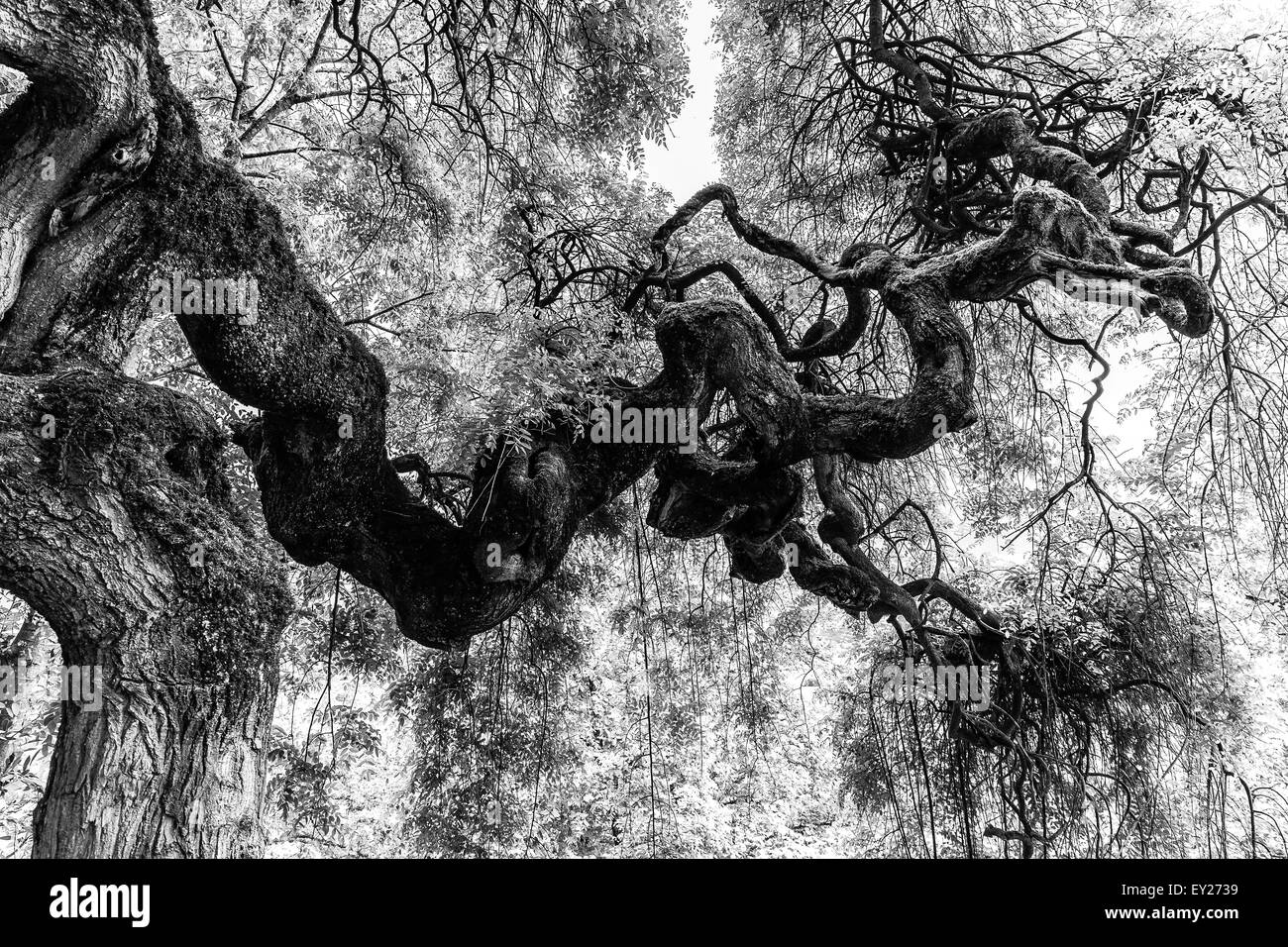 Leaves tree Black and White Stock Photos & Images - Alamy