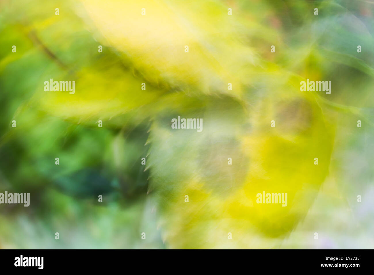 Abstract texture of leaves with camera blur Stock Photo - Alamy